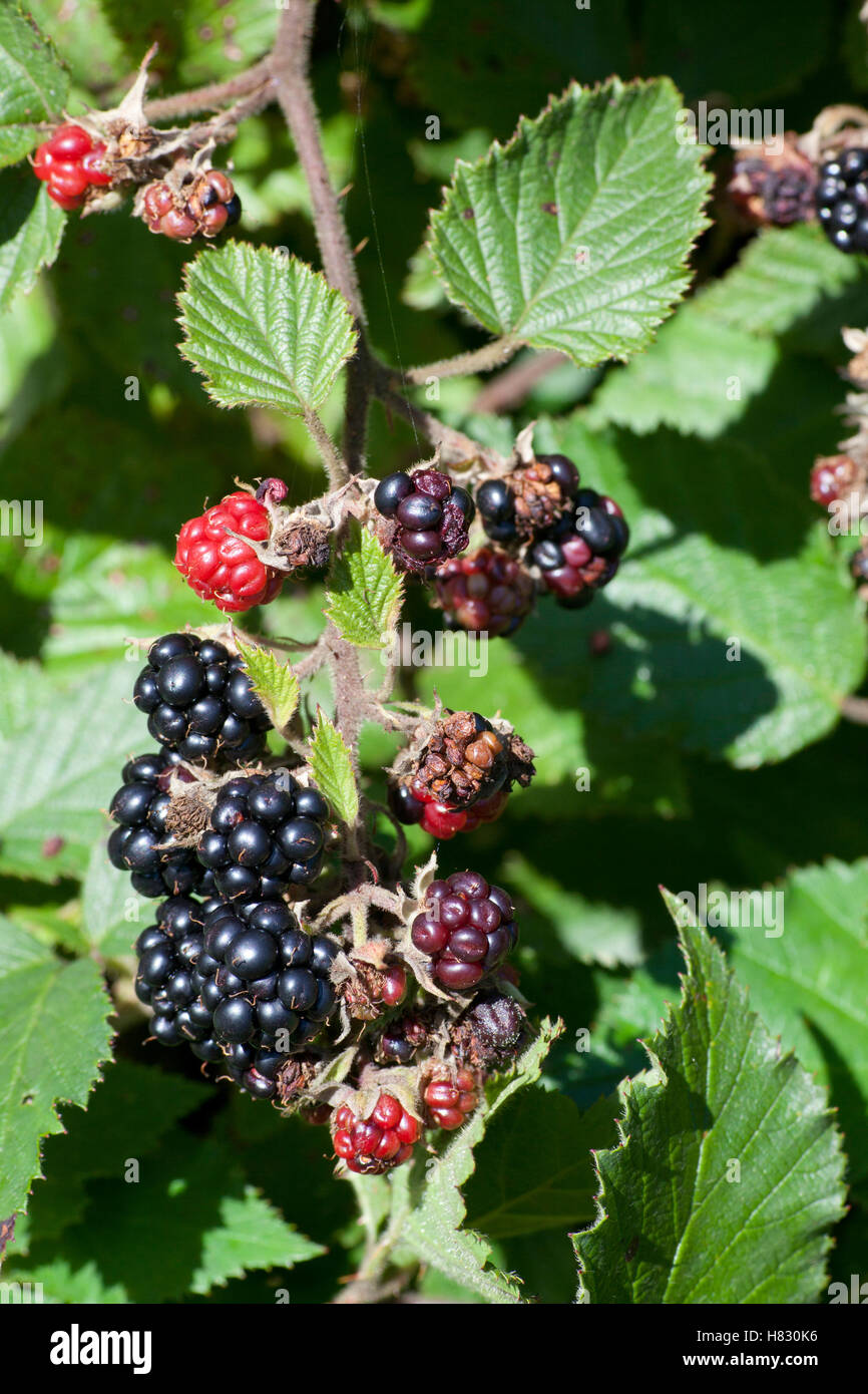 Bramble (Rubus sp) ripe and unripe berries, Texel, Netherlands Stock ...
