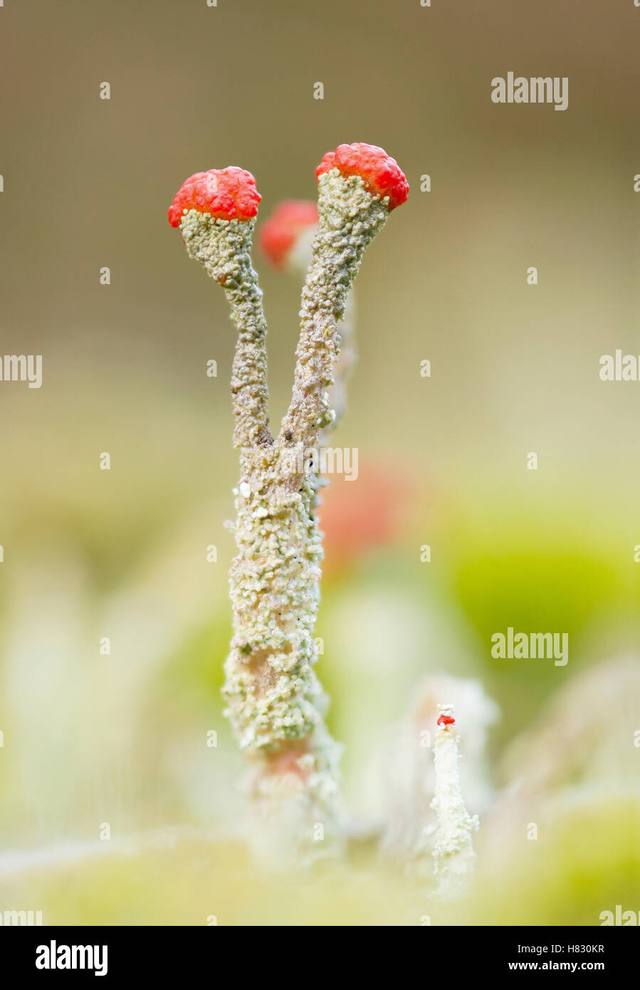 Bengal Match Lichen (Cladonia floerkeana) on ground in heathland ...