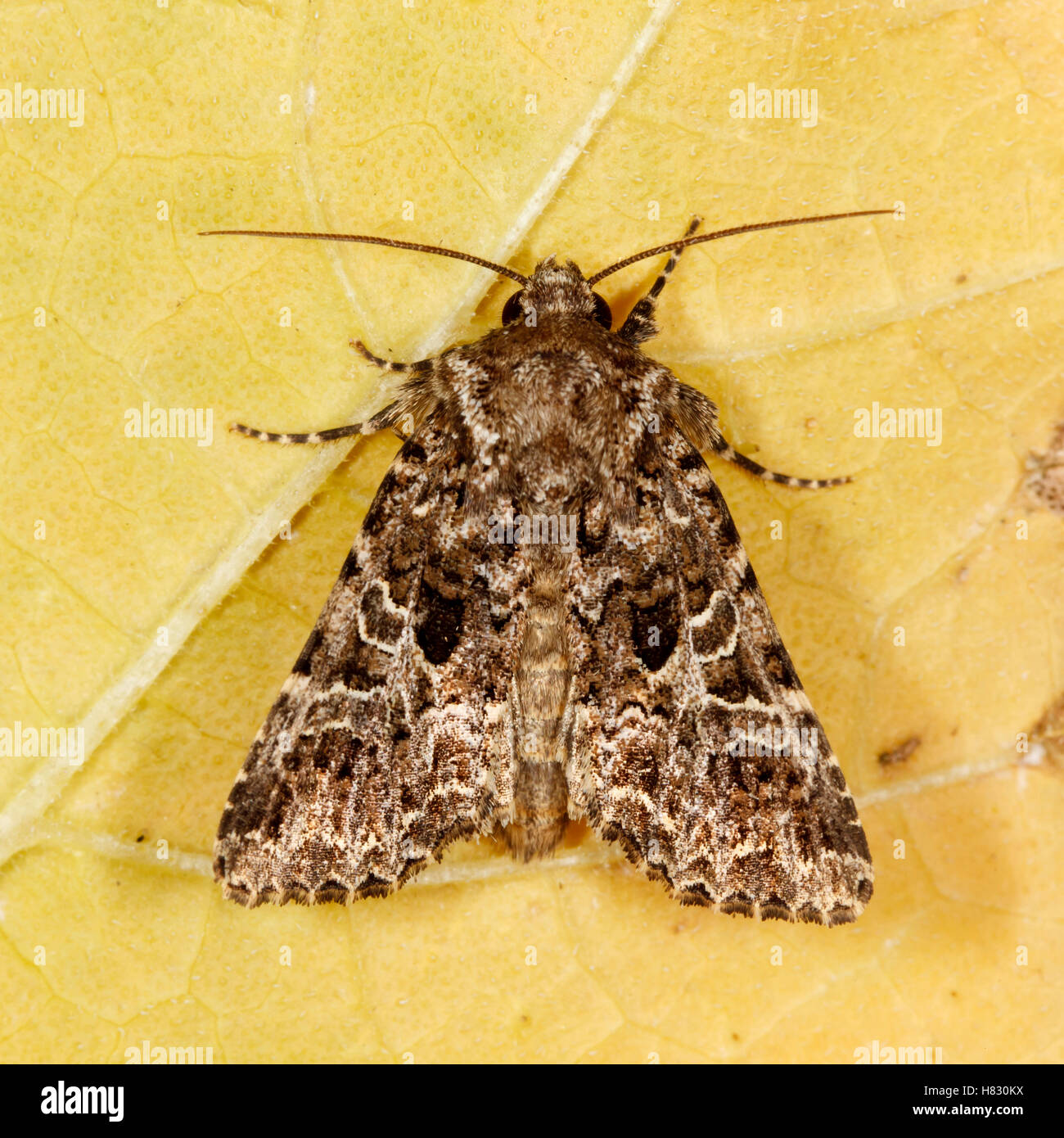 Lychnis Moth (Hadena bicruris), Groningen, Netherlands Stock Photo - Alamy