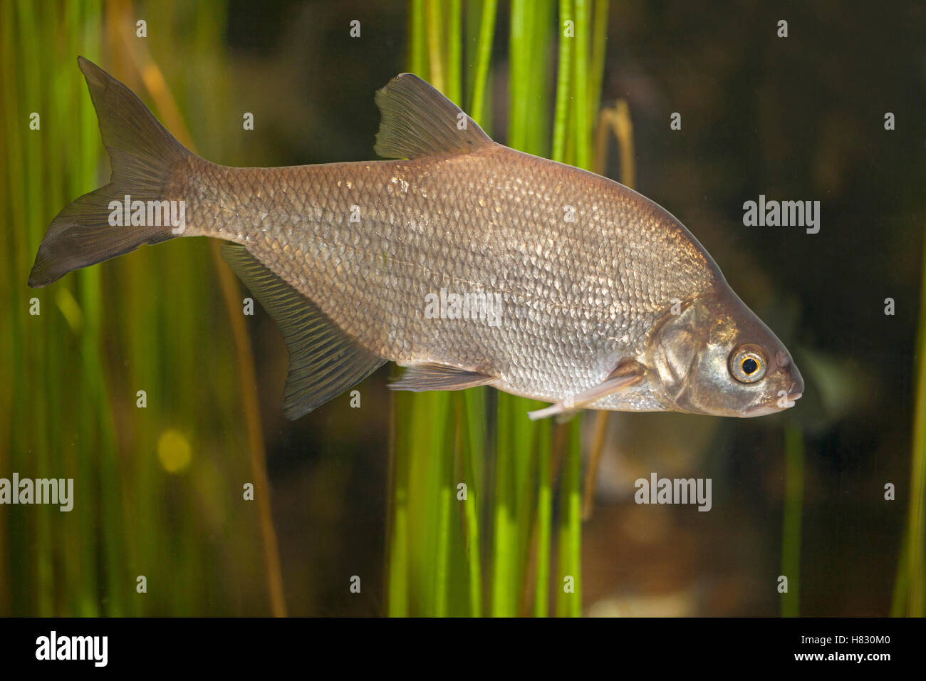 Common Bream (Abramis brama), Germany Stock Photo - Alamy