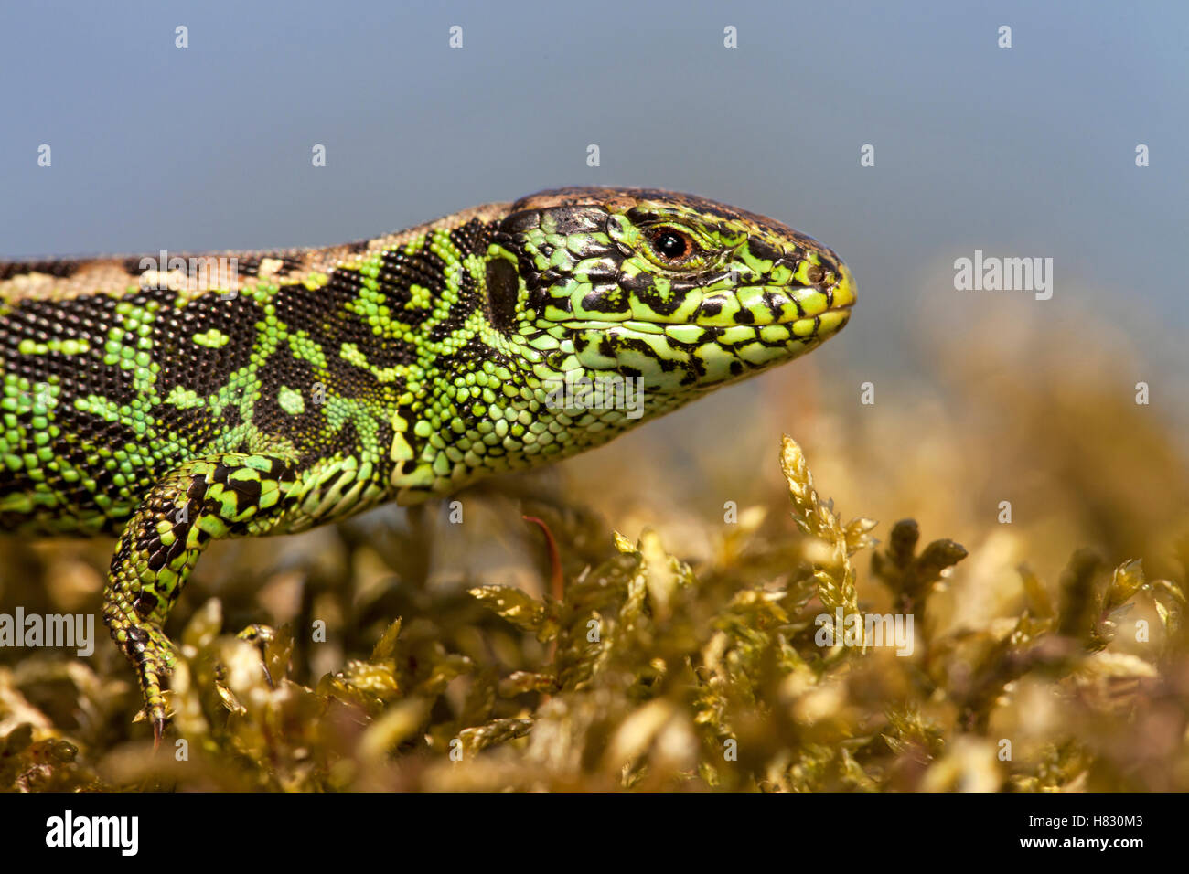 Sand Lizard (Lacerta agilis) male, Veluwe, Netherlands Stock Photo - Alamy