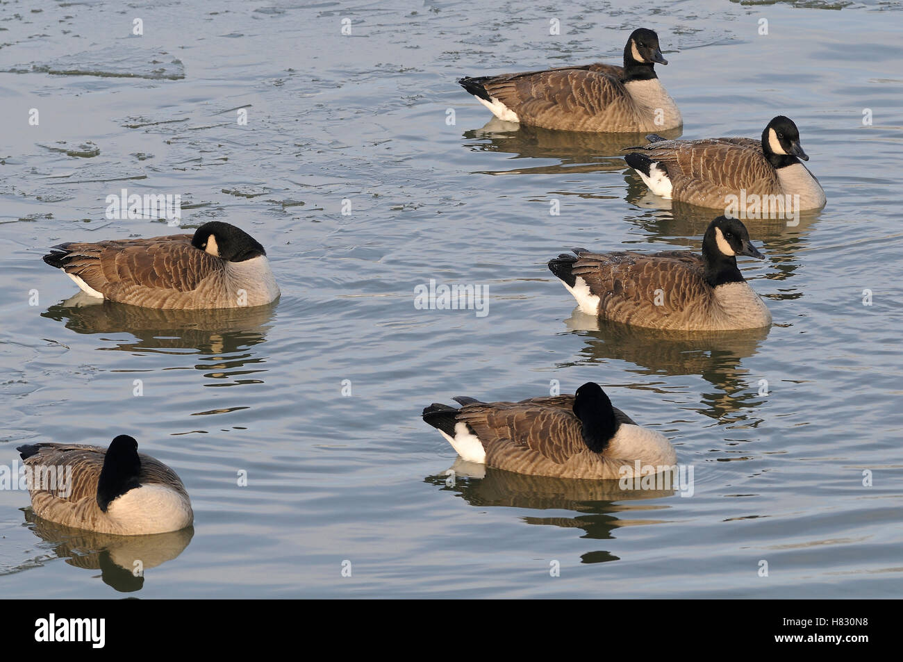 Canada Goose (Branta canadensis) in ice hole on frozen river, Lingewaal ...