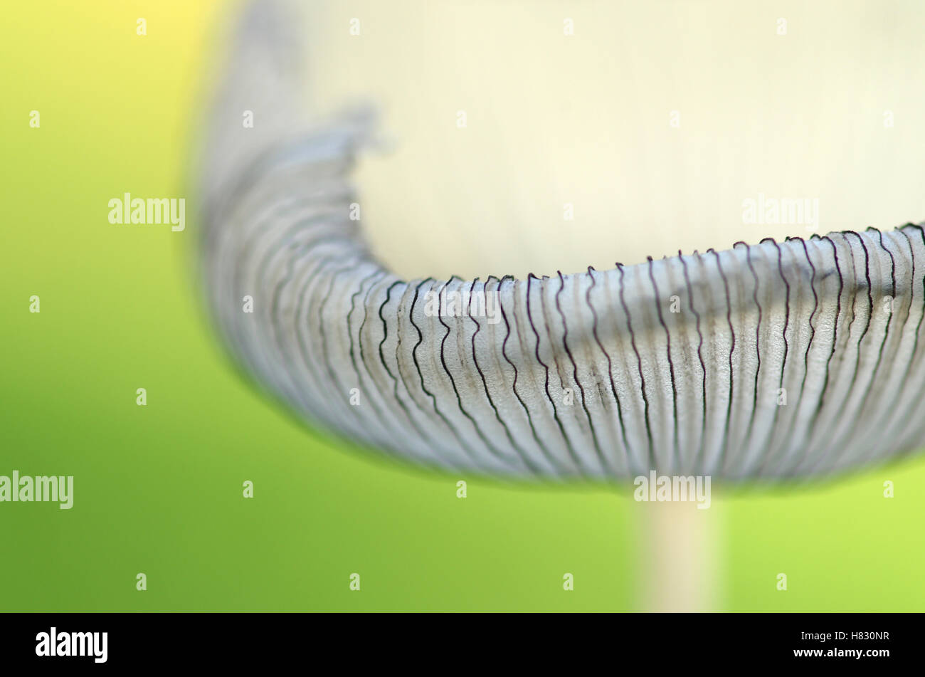 Hare's Foot (Coprinus lagopus) mushroom detail, Middelburg, Netherlands ...