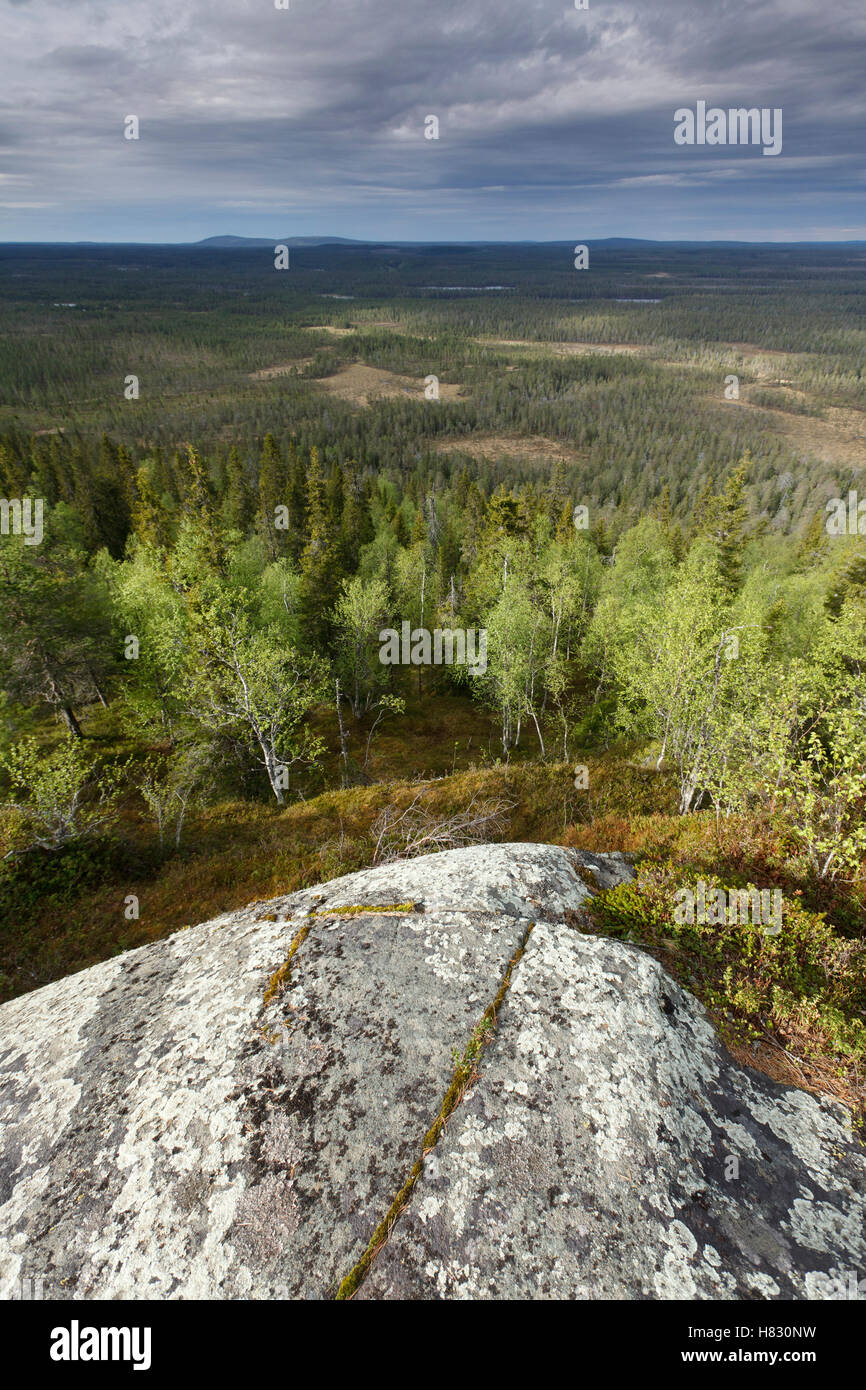 Russian taiga seen from the Finnish border, Russia Stock Photo - Alamy