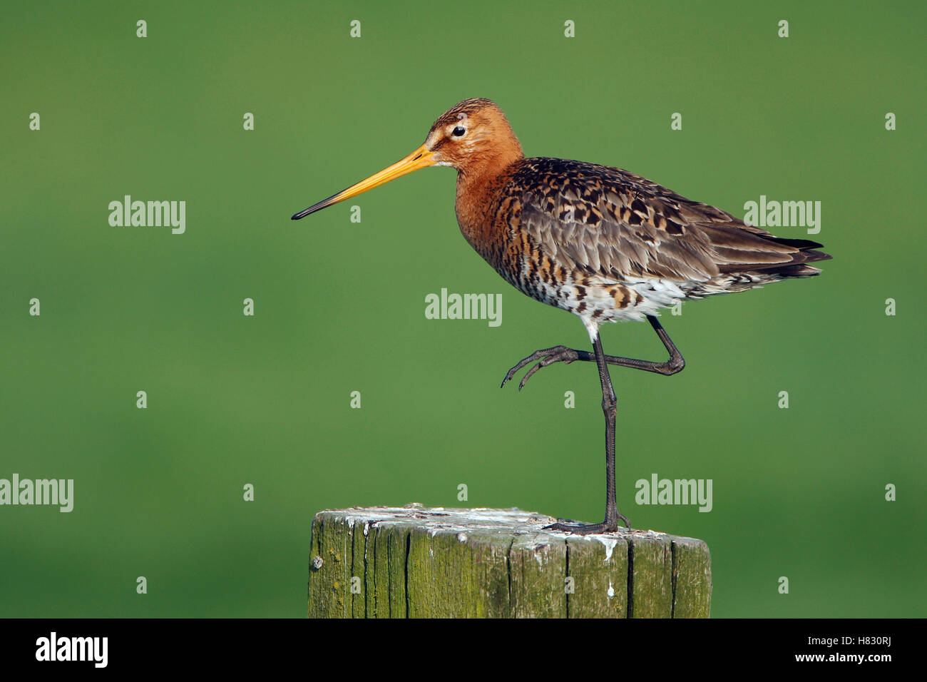 Black-tailed Godwit (Limosa limosa) balancing on one leg, Blankenberge ...
