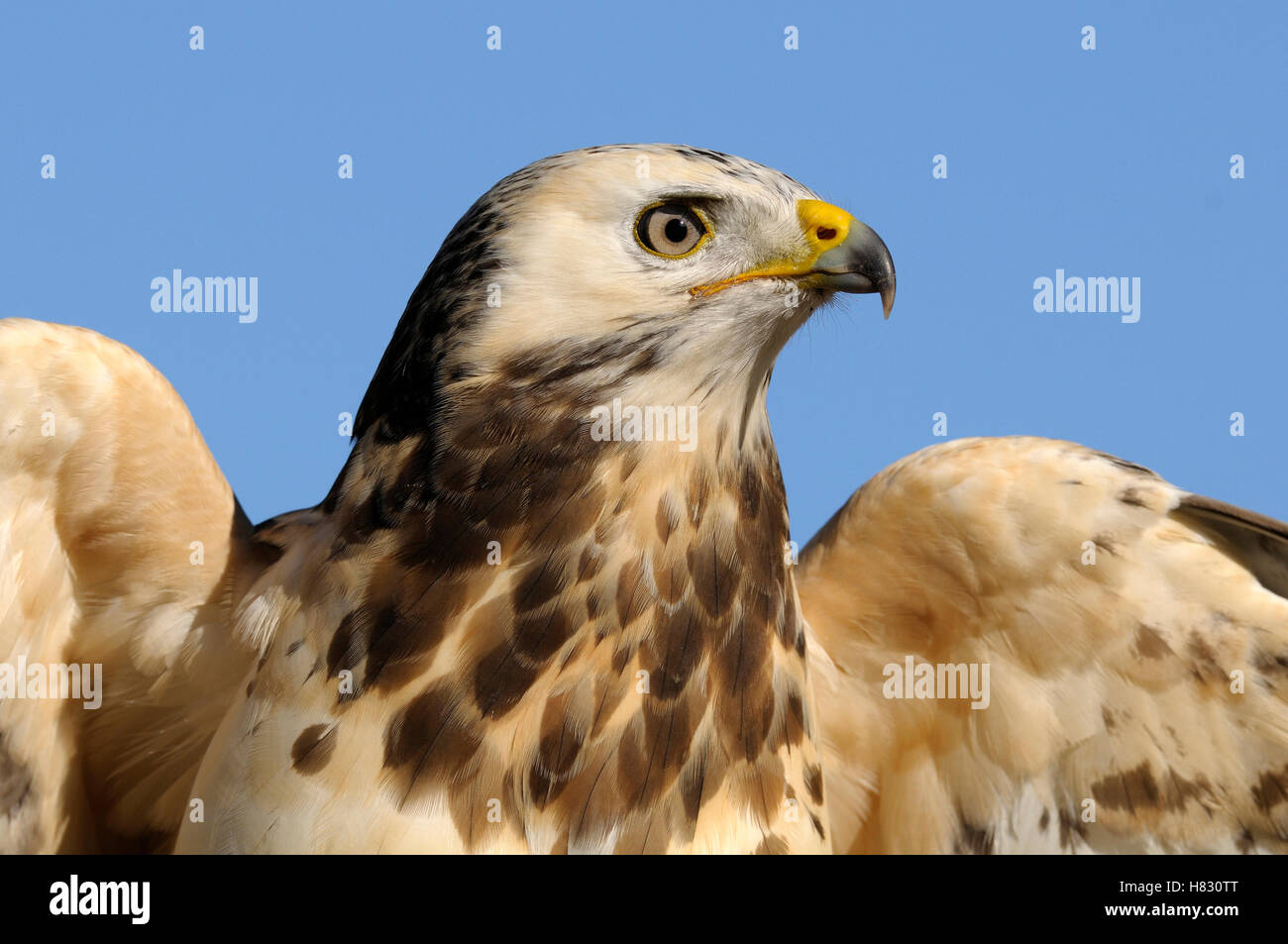 Common Buzzard (Buteo buteo), Netherlands Stock Photo - Alamy