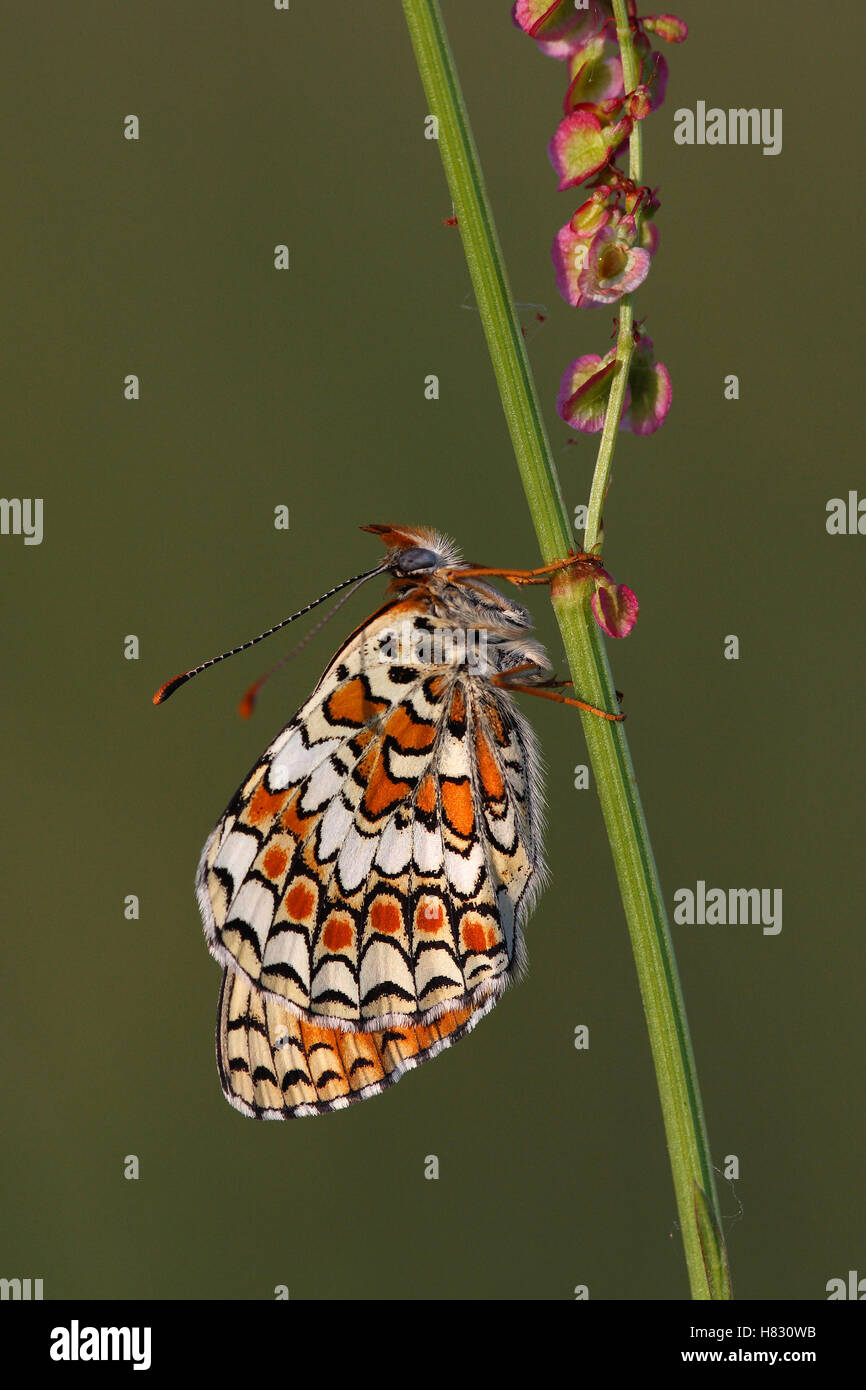 Knapweed Fritillary (Melitaea phoebe) butterfly, Indre, France Stock ...