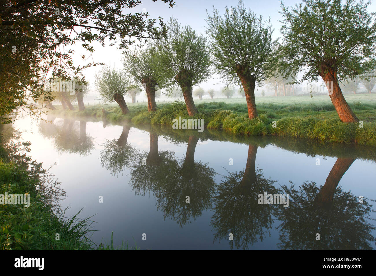 Willow (Salix sp) row along canal, Zwalm River, Belgium Stock Photo - Alamy