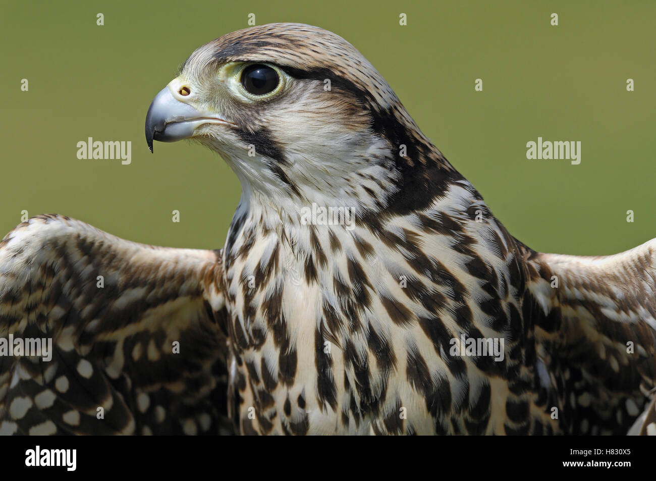 Lanner Falcon (Falco biarmicus) juvenile, Netherlands Stock Photo - Alamy