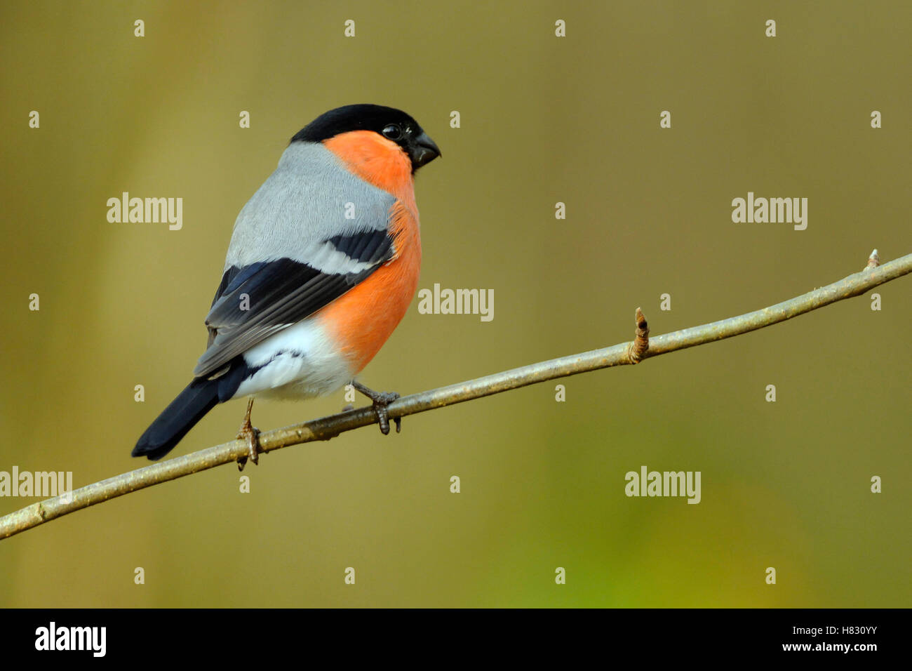 Eurasian Bullfinch (Pyrrhula pyrrhula) male, Veluwe, Netherlands Stock ...