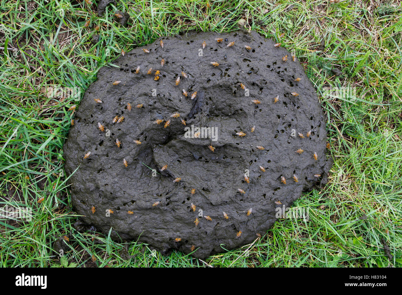 Yellow Dung Fly (Scathophaga stercoraria) attracted to fresh cow dung ...