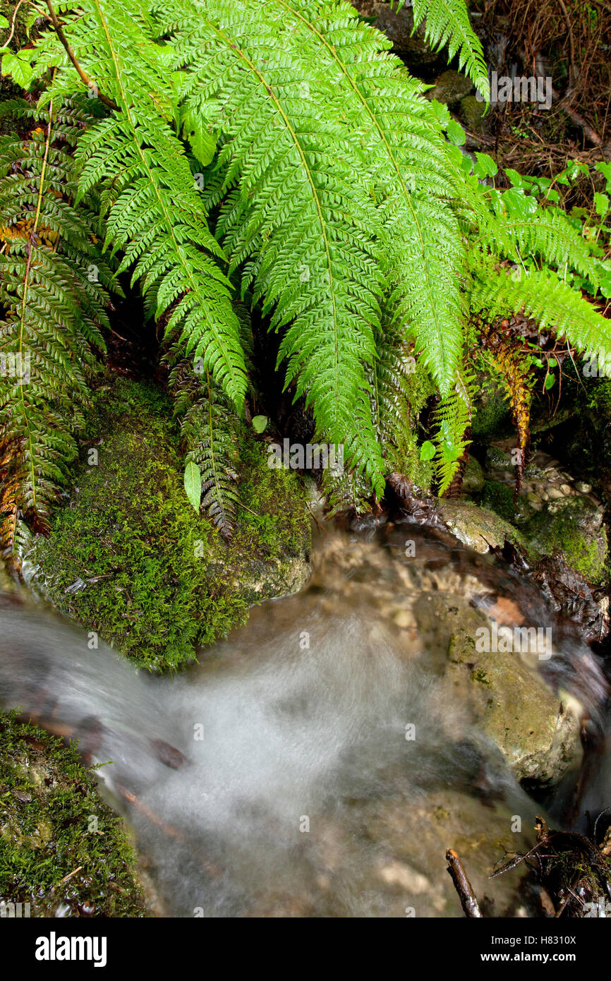 Fern along a stream, Germany Stock Photo - Alamy