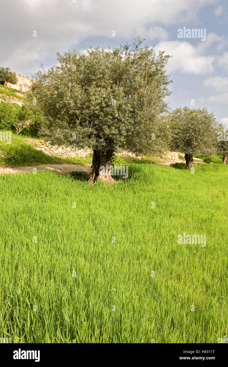 Nazareth Village reconstructive open air museum reinacting life during ...