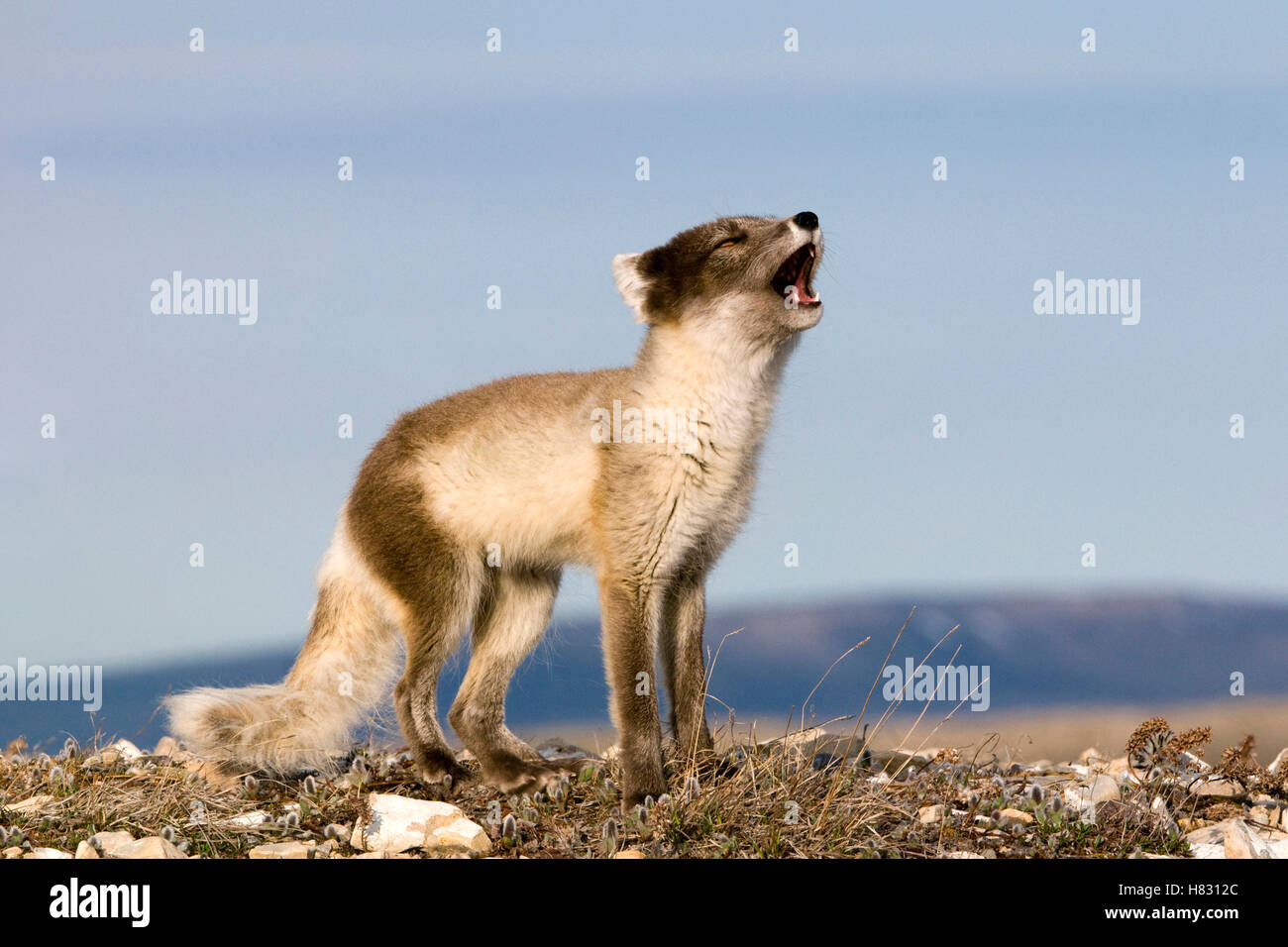 Arctic Fox (Alopex lagopus) barking, Victoria Island, Canada Stock ...