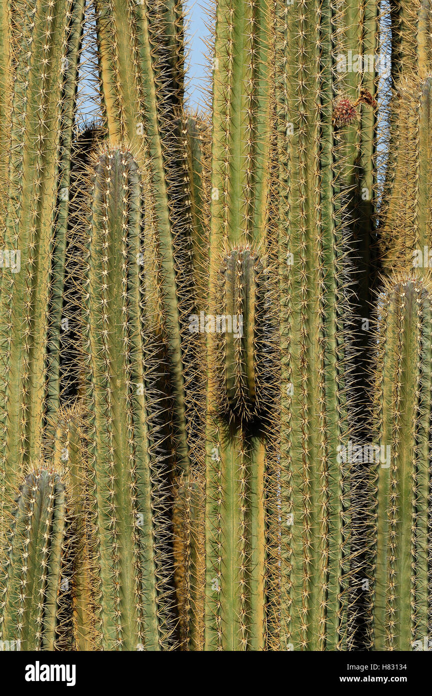 Curacao cactus hi-res stock photography and images - Alamy