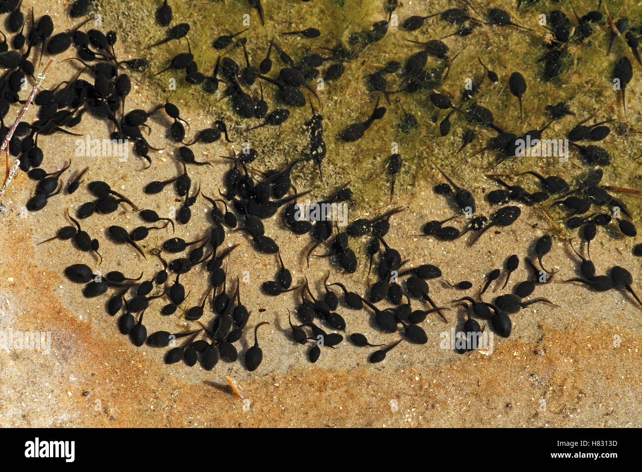 Natterjack Toad (Epidalea calamita) tadpoles, Wassenaar, Netherlands ...