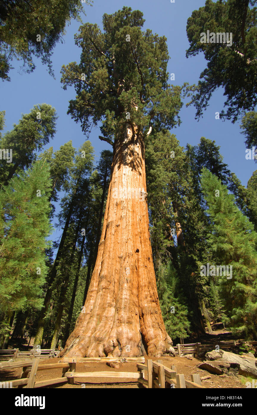 Giant Sequoia (Sequoiadendron giganteum) called 'General Sherman' is ...