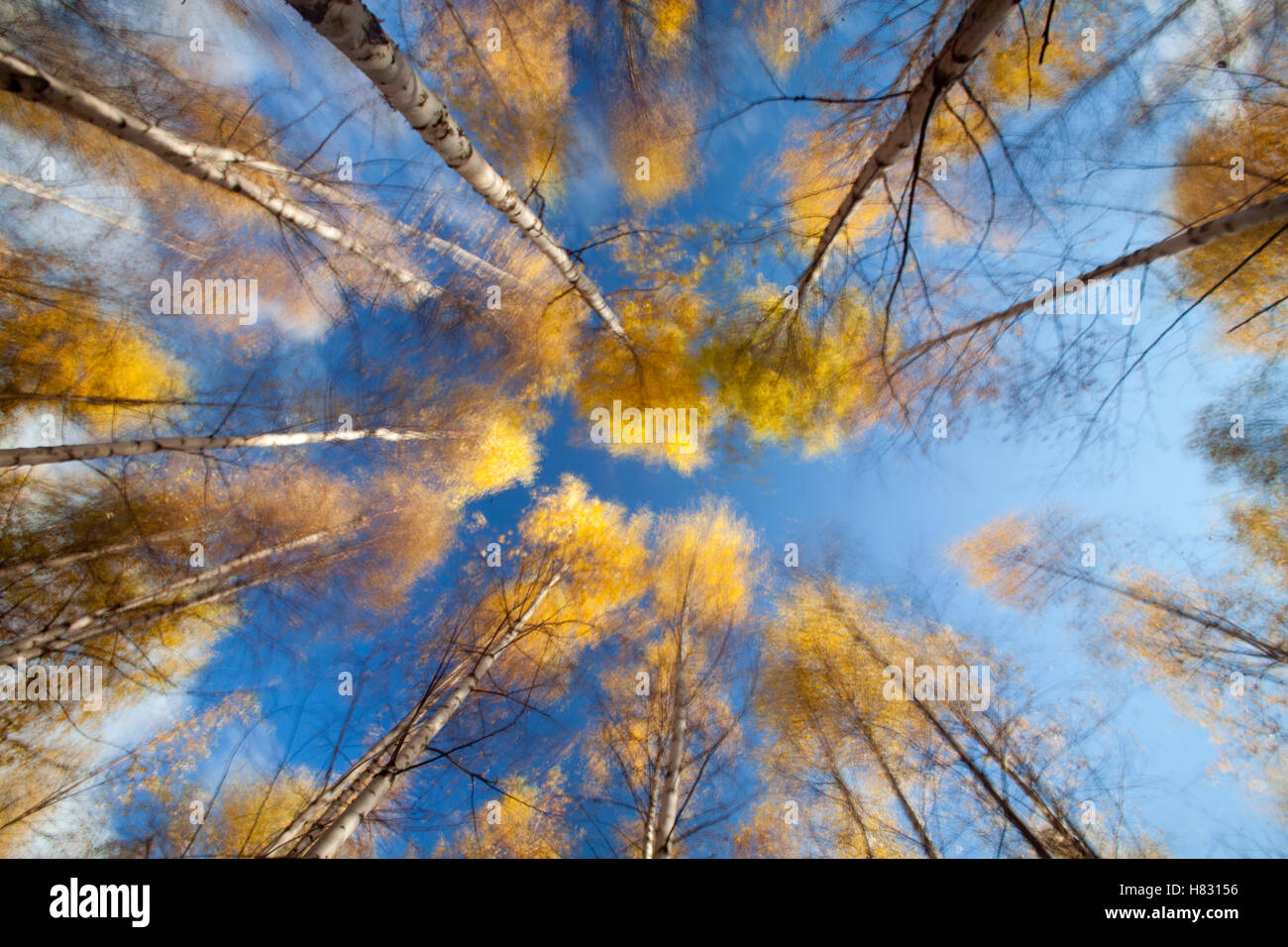 Canopy of birches in autumn, Suomussalmi, Finland Stock Photo - Alamy