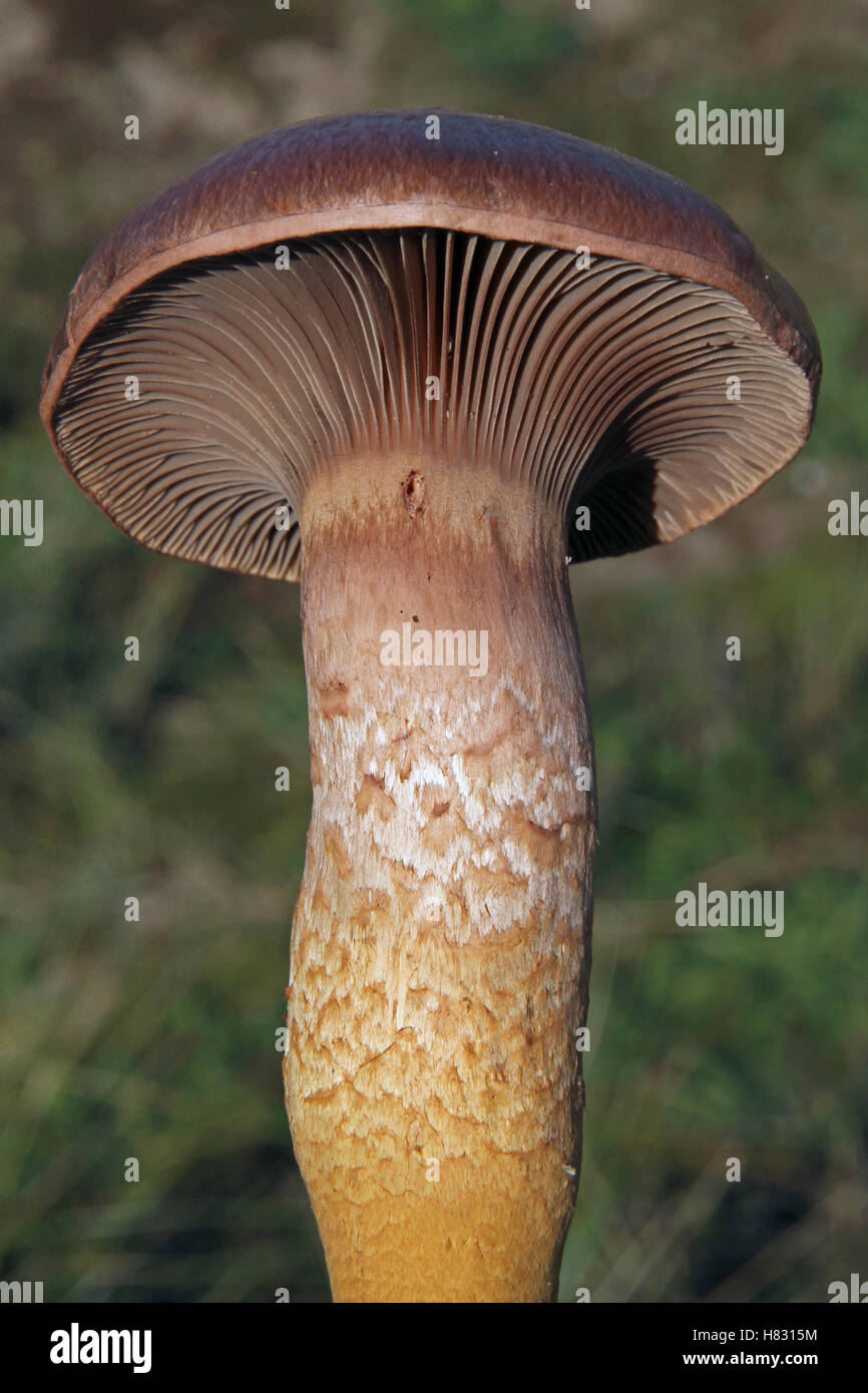 Copper Spike Mushroom (Chroogomphus rutilus), Wassenaar, Netherlands ...