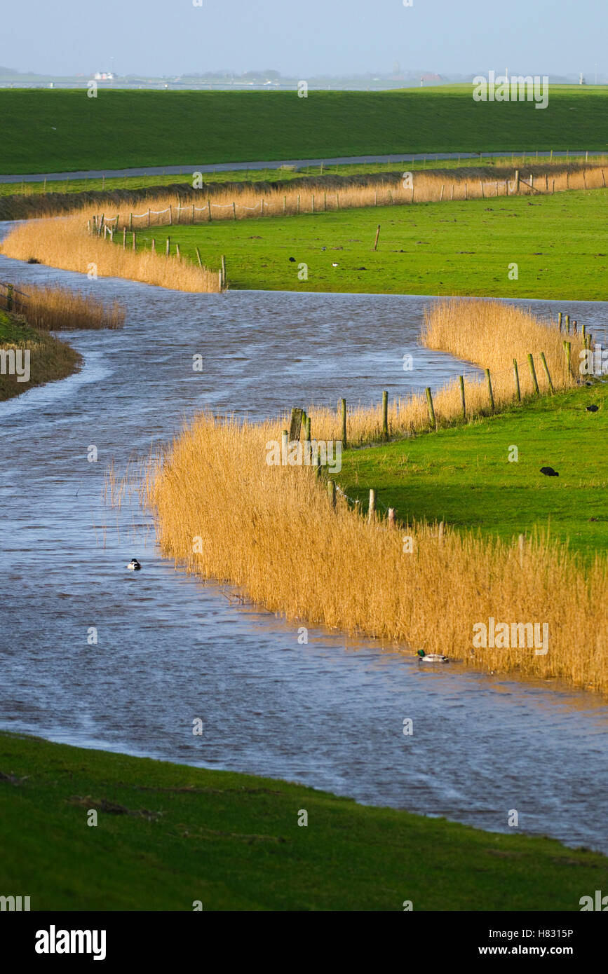 River through reclaimed lowland, Ameland, Netherlands Stock Photo - Alamy
