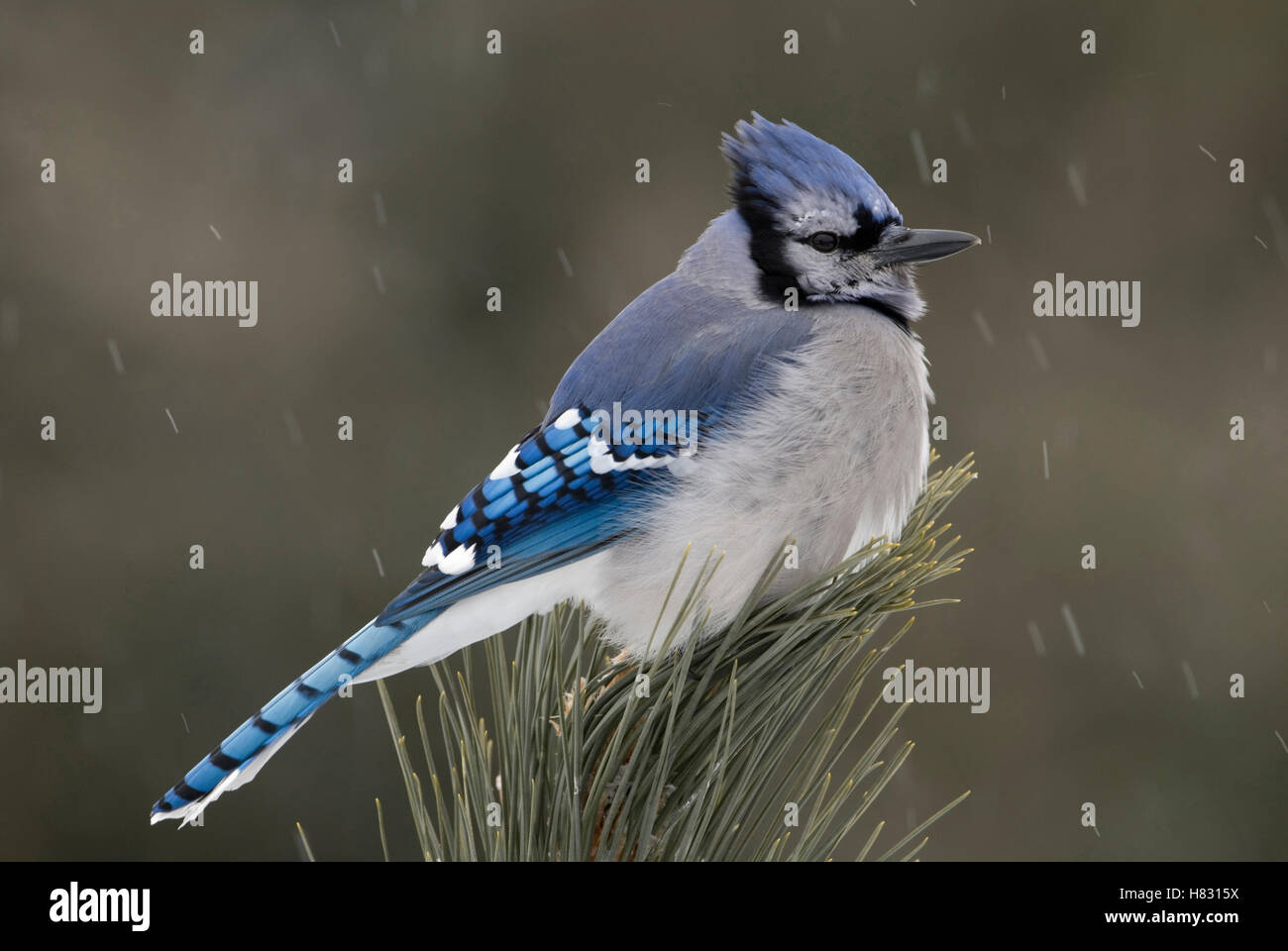 Blue Jay (Cyanocitta cristata) in snow, Murillo, Canada Stock Photo - Alamy