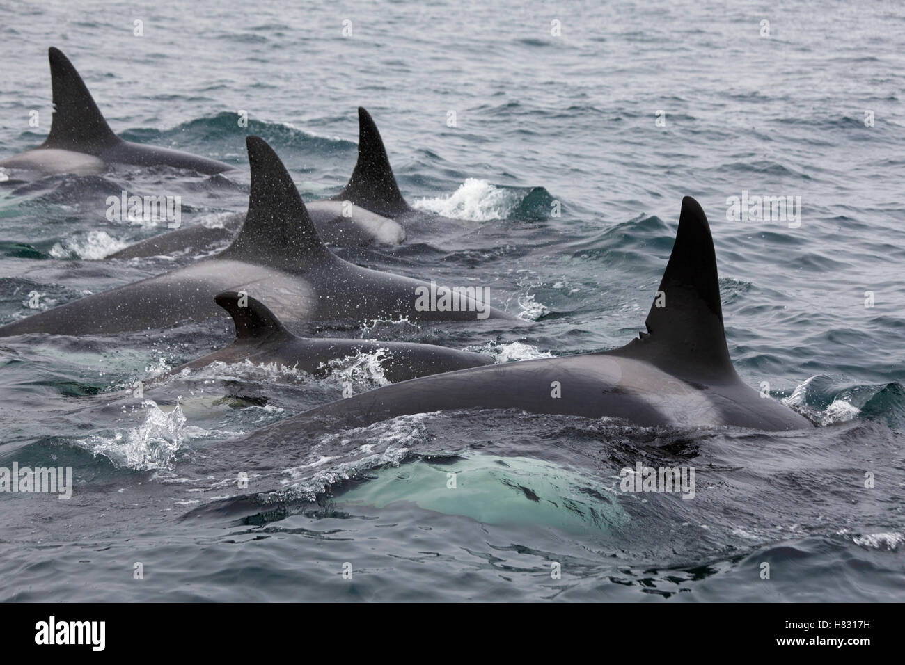 Orca (Orcinus orca) dorsal fins of pod, Monterey, California Stock ...