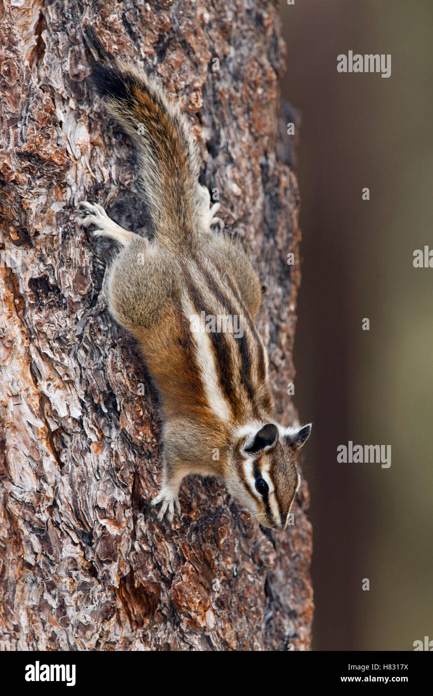 Lodgepole Chipmunk (Tamias speciosus) in Ponderosa Pine (Pinus ...