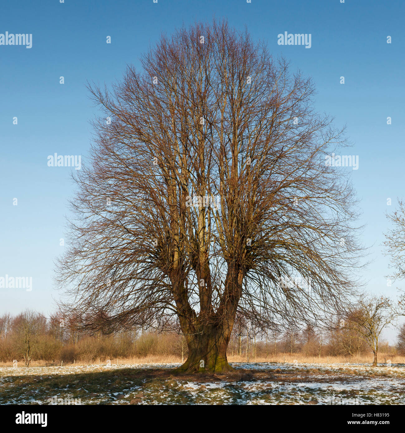 Lime Tree (Tilia sp) in winter, Hoogezand-Sappemeer, Netherlands ...