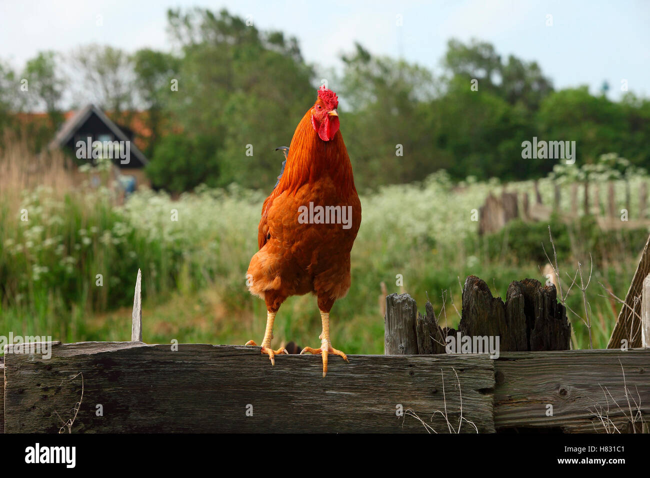 Domestic Chicken (Gallus domesticus) rooster, Den Hoorn, Netherlands ...