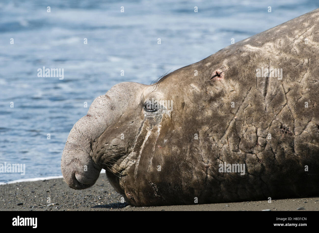 Southern Elephant Seal (Mirounga leonina) bull, South Georgia Island ...