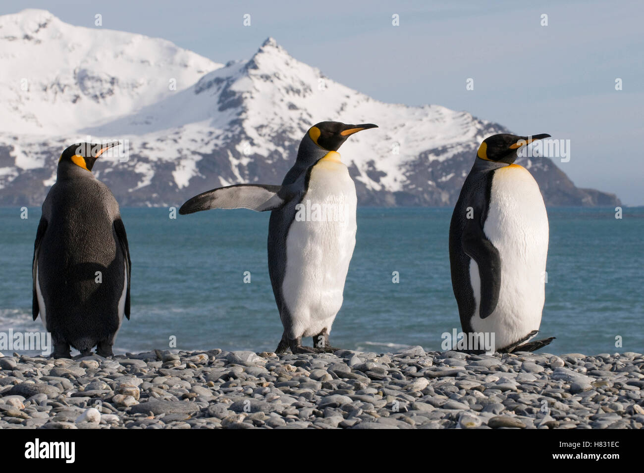 King Penguin (Aptenodytes patagonicus) trio on a pebble beach, South ...