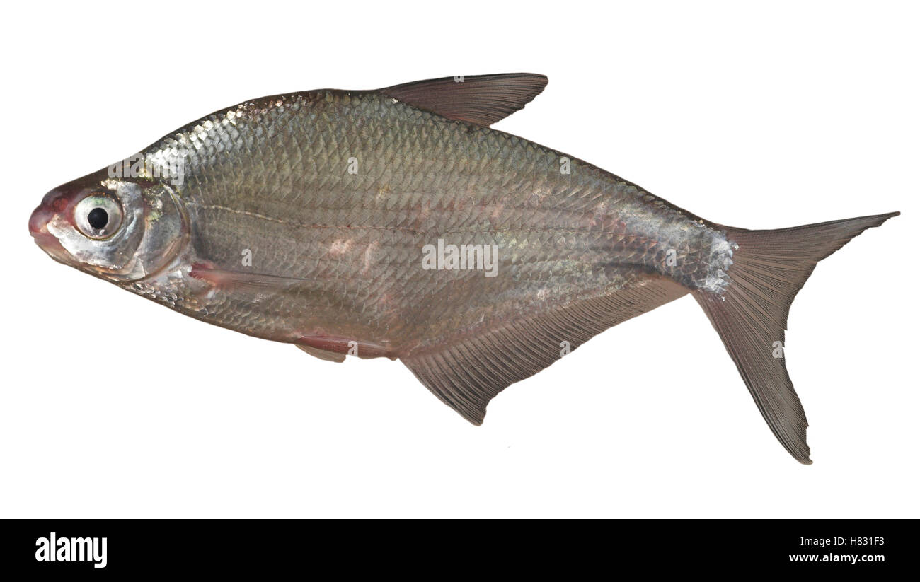 White-eye Bream (Ballerus sapa), Nijmegen, Netherlands Stock Photo - Alamy