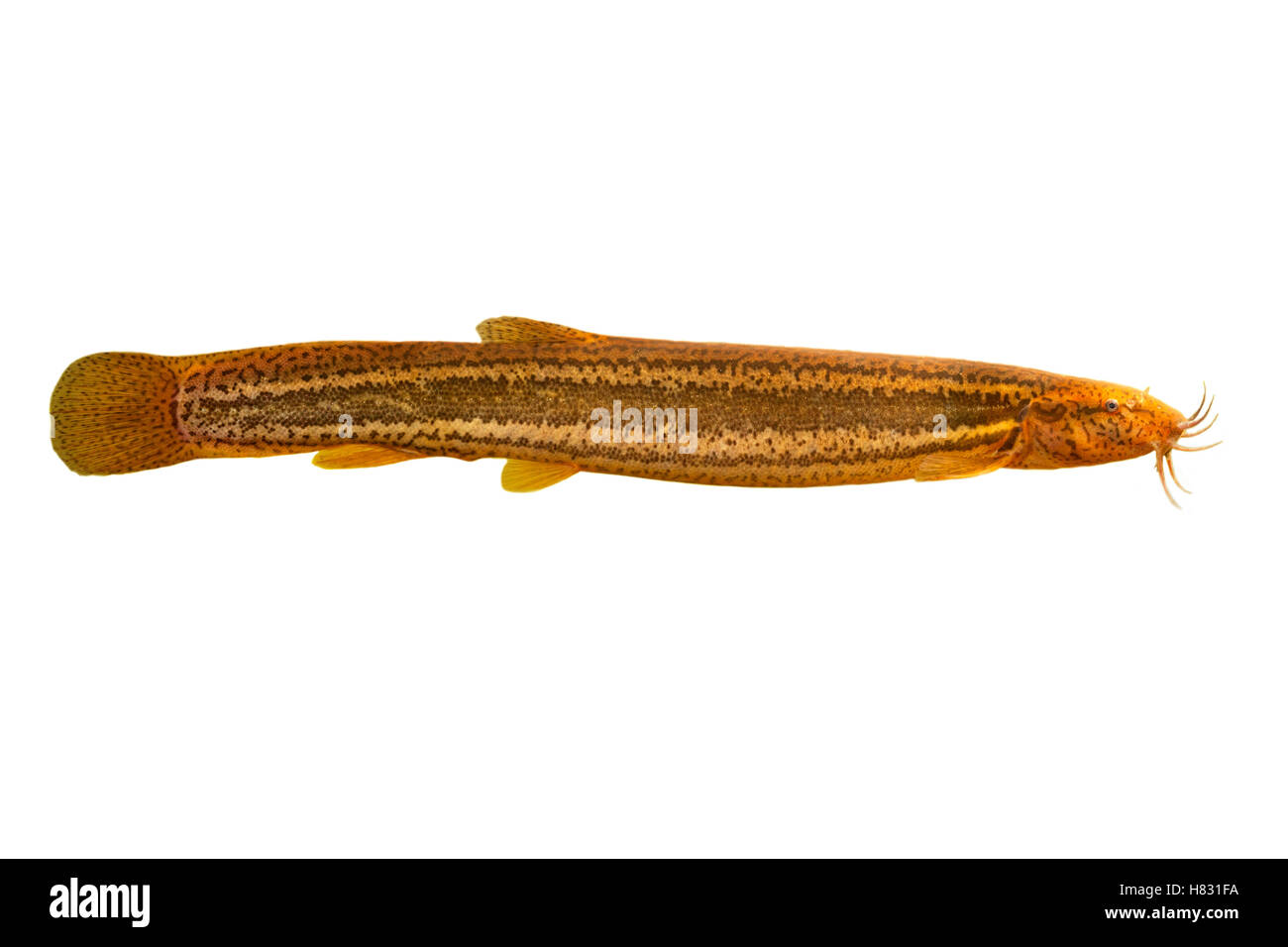 Weatherfish (Misgurnus fossilis), Velp, Netherlands Stock Photo - Alamy