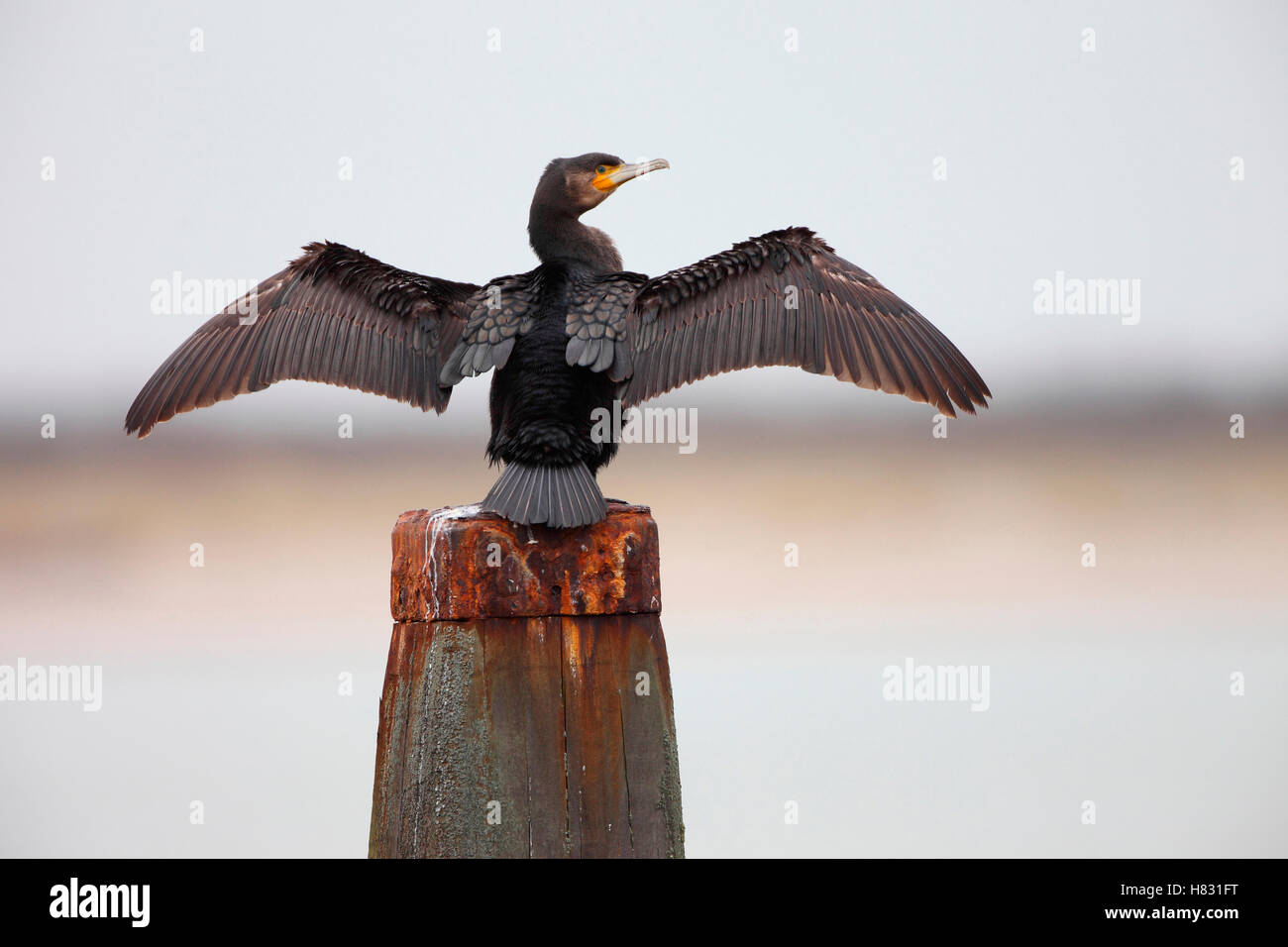 Great Cormorant (Phalacrocorax carbo) drying its wings, Serooskerke ...