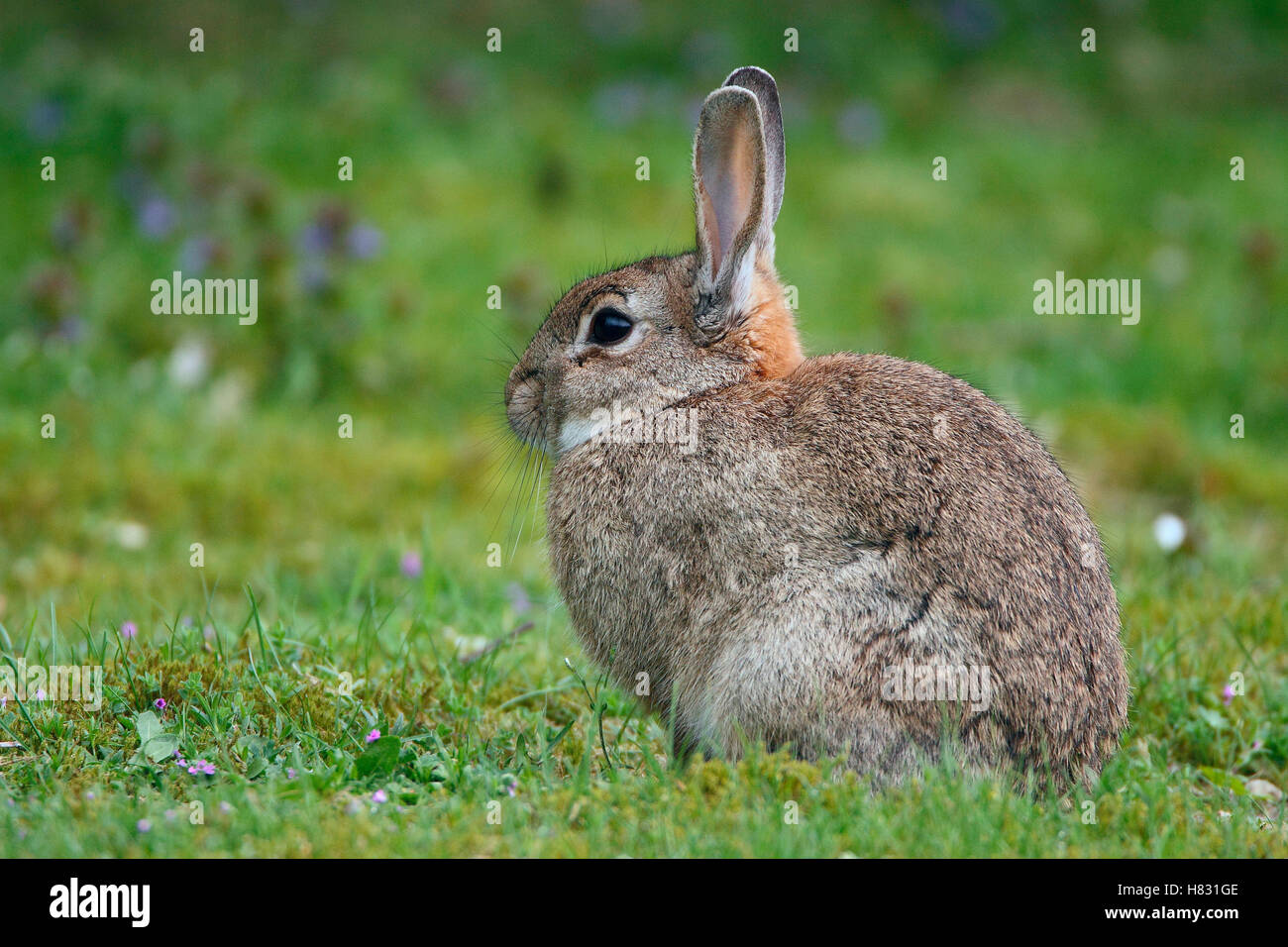 European Rabbit (Oryctolagus cuniculus), Haaksbergen, Netherlands Stock ...