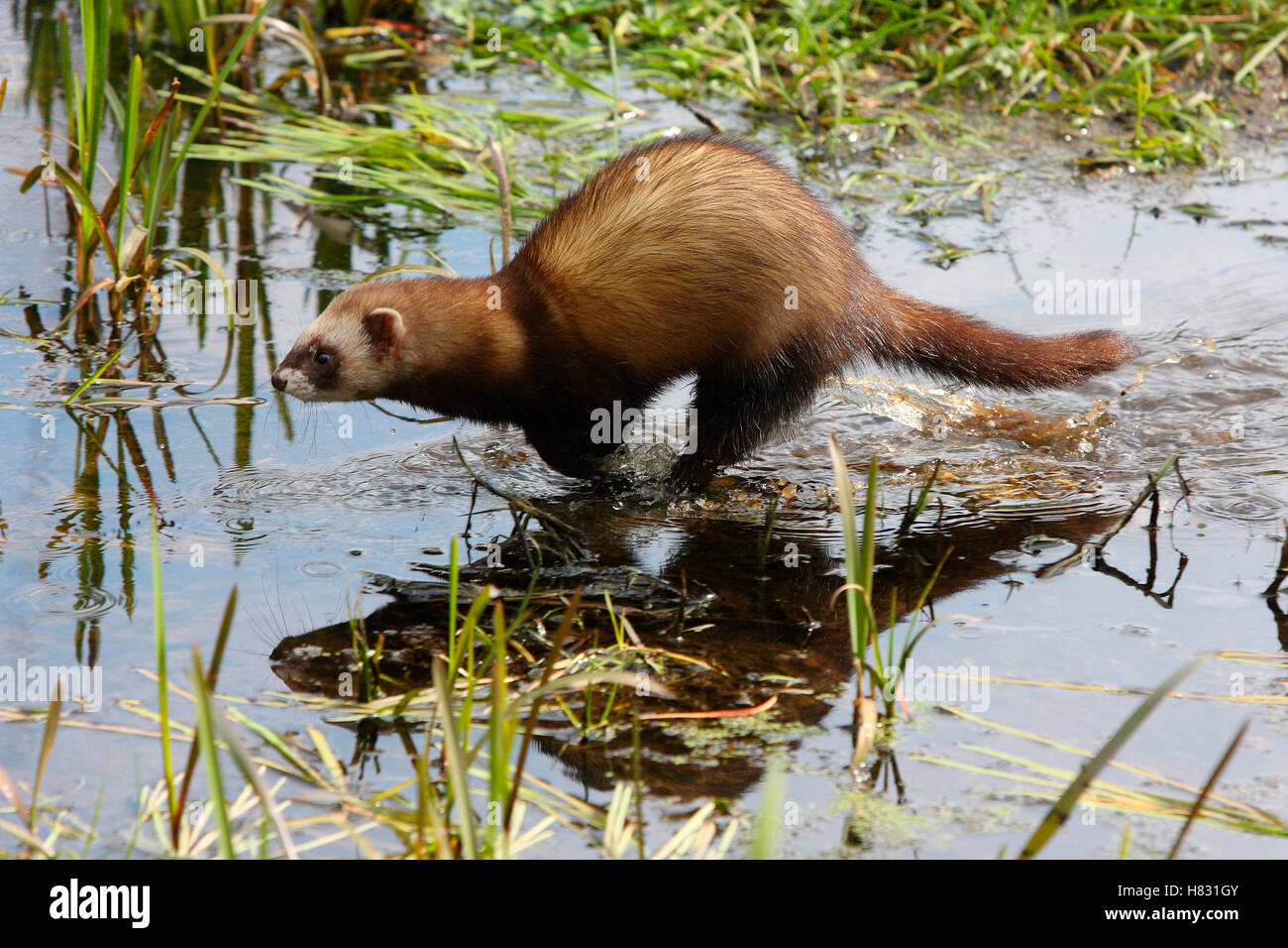 European Polecat (Mustela putorius) running, Lembruch, Germany Stock Photo - Alamy