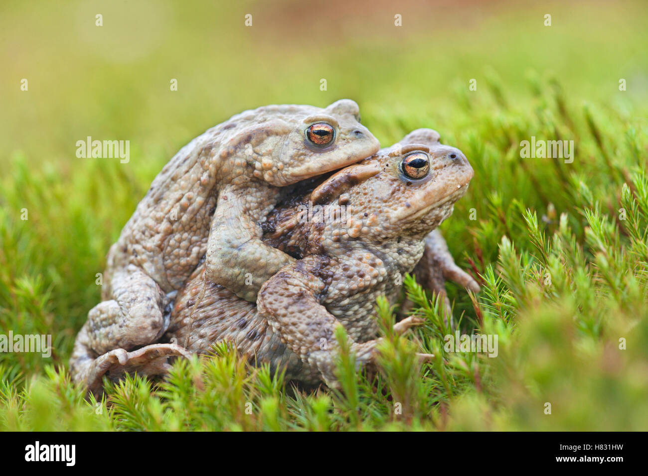 European Toad (Bufo bufo) pair in amplexus, Oss, Netherlands Stock Photo - Alamy