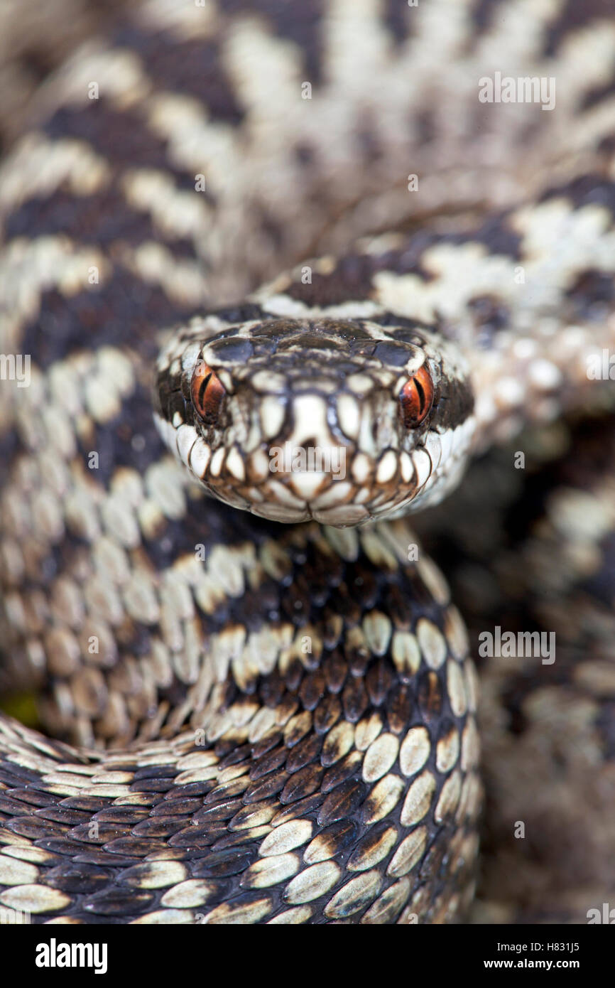 Common European Adder (Vipera berus) male, Netherlands Stock Photo - Alamy