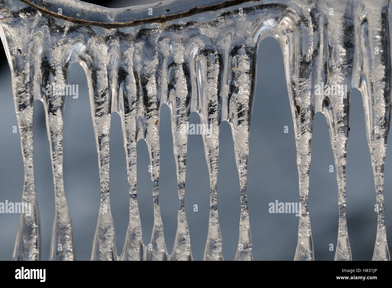 Ice on tree branches after drop in water level during cold weather ...