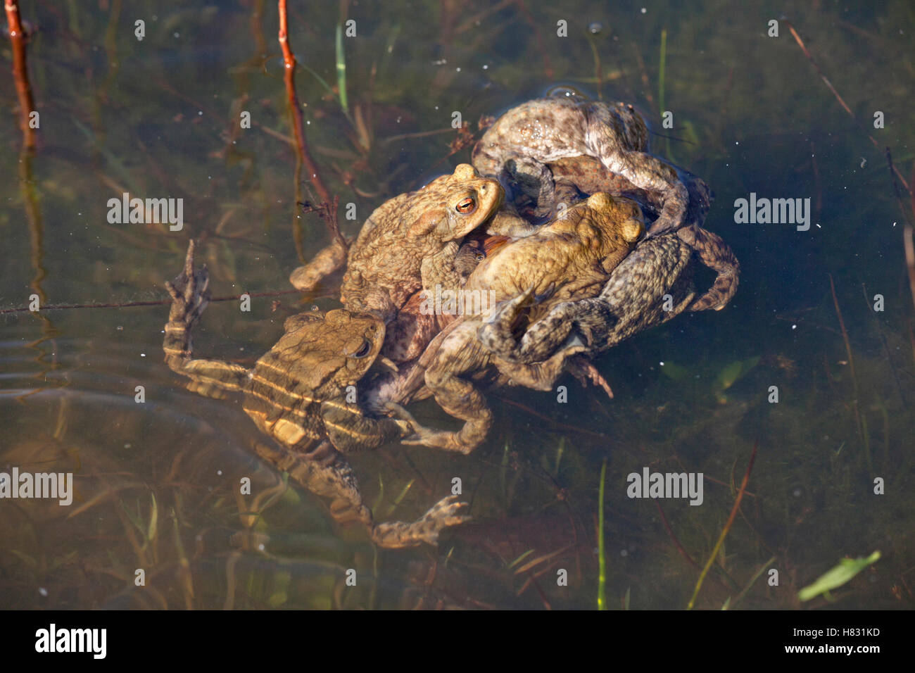 European Toad (Bufo bufo) males in mating ball around a female, Veluwe ...