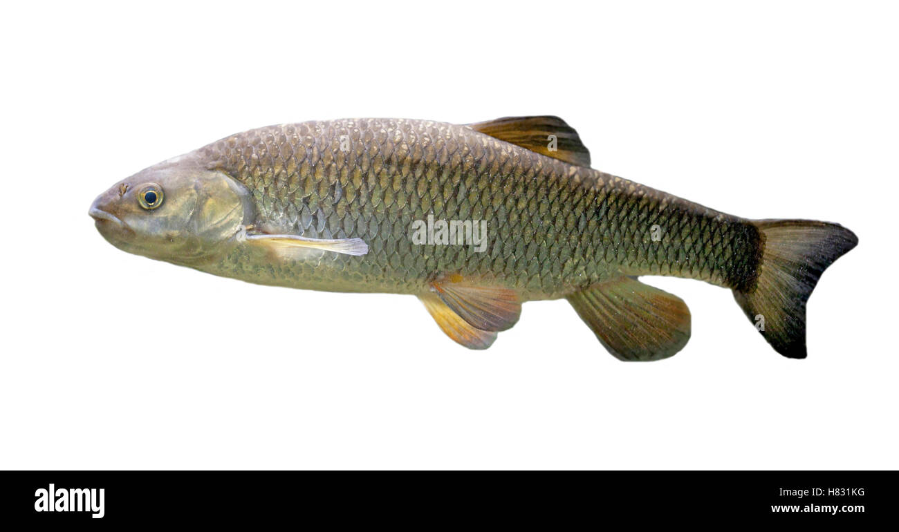 European Chub (Squalius cephalus), Belgium Stock Photo - Alamy