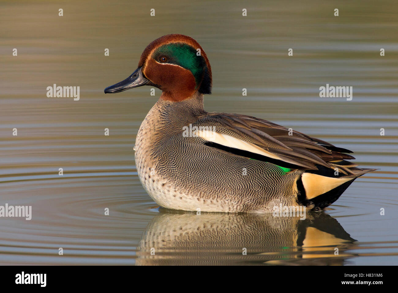 Common Teal (Anas crecca) male, Florence, Italy Stock Photo - Alamy
