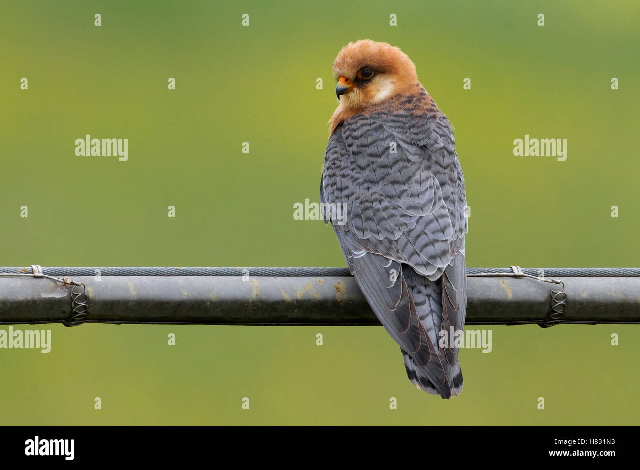 Red-footed Falcon (Falco vespertinus) female sitting on a wire ...