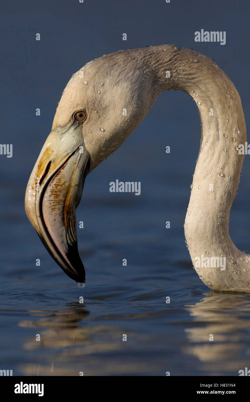 European Flamingo (Phoenicopterus roseus) juvenile, Florence, Italy ...