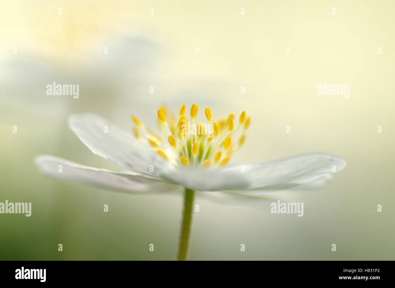 Wood Anemone (Anemone nemorosa) showing stamens, The Hague, Netherlands ...