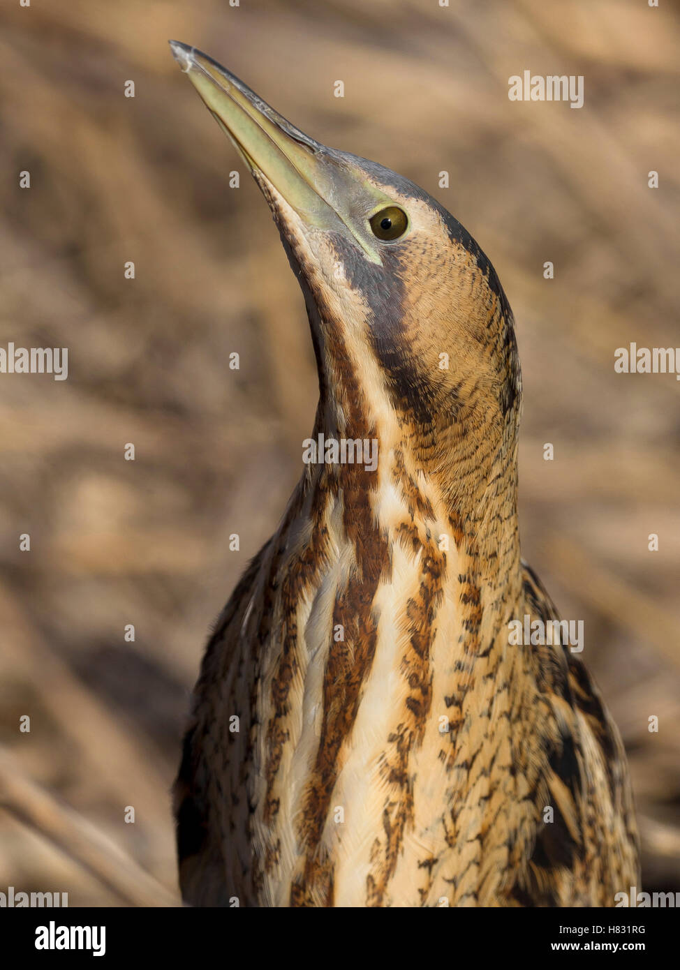 Great Bittern (Botaurus stellaris), Pisa, Italy Stock Photo - Alamy