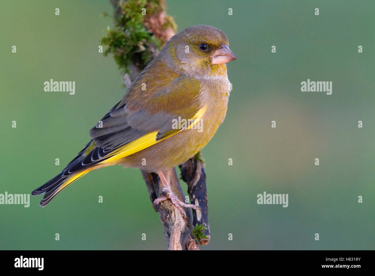 European Greenfinch (Chloris chloris) male, Florence, Italy Stock Photo ...