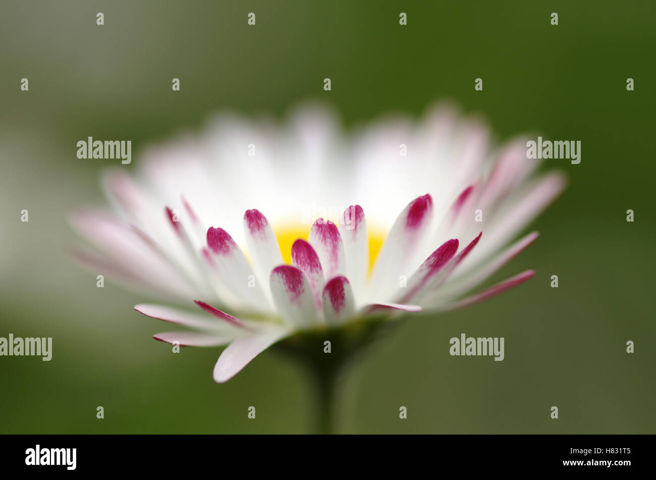 Common Daisy (Bellis perennis), Middelburg, Netherlands Stock Photo - Alamy