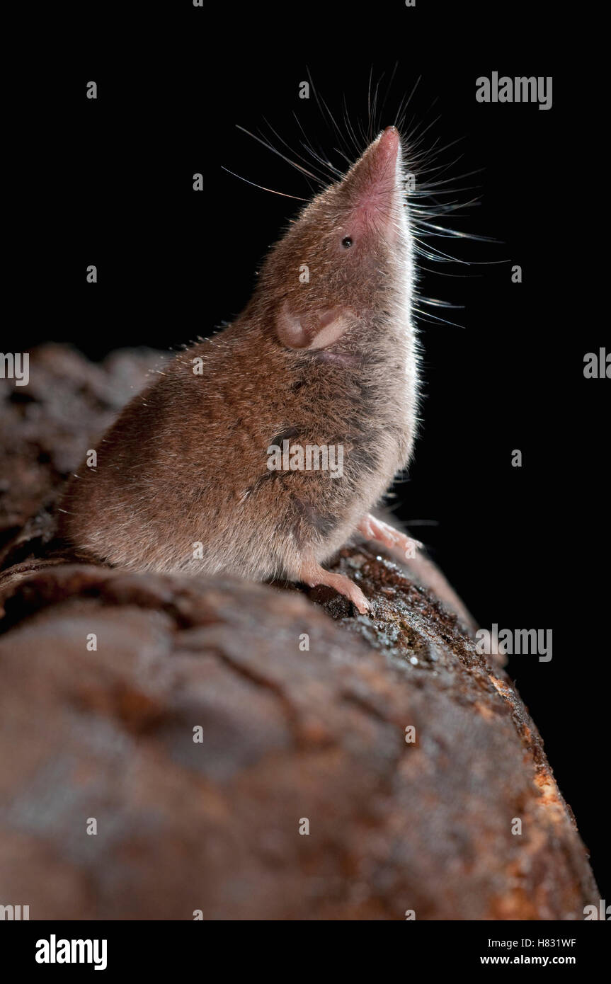 Greater White-toothed Shrew (Crocidura russula), Belgium Stock Photo ...