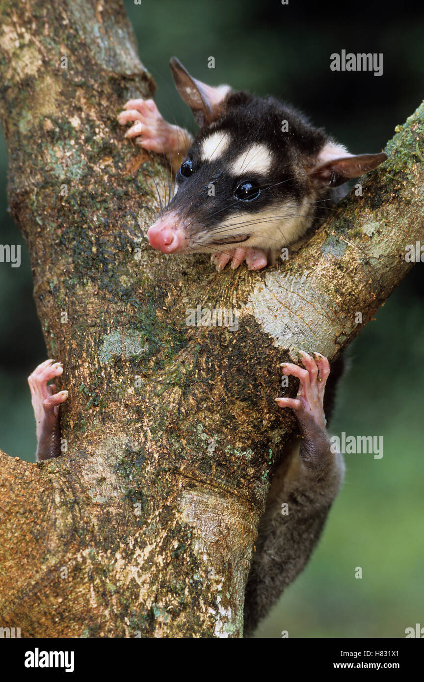 Grey Four-eyed Opossum (Philander opossum) clinging to tree trunk, Guyana Stock Photo - Alamy